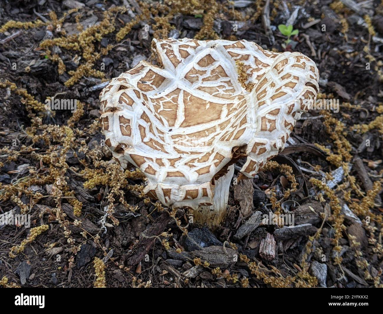 Spring Fieldcap (Agrocybe praecox Stock Photo - Alamy