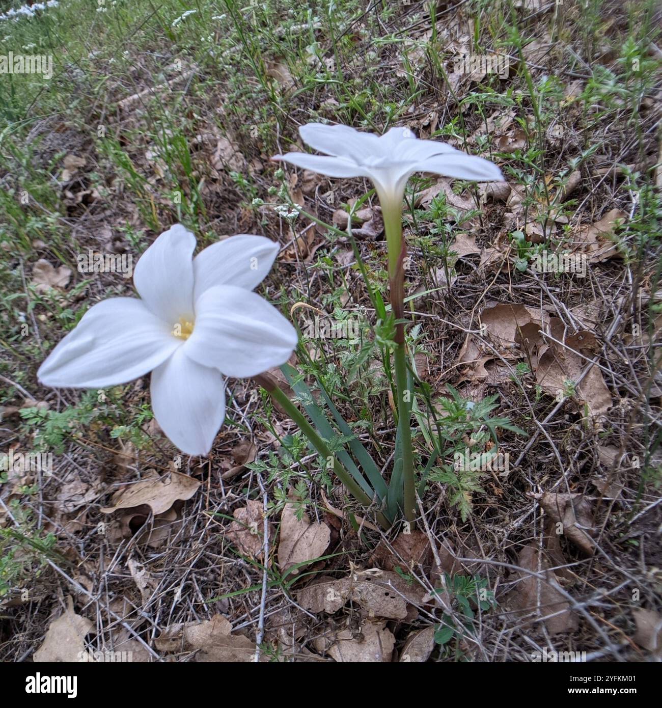Drummond's rain lily (Zephyranthes drummondii Stock Photo - Alamy