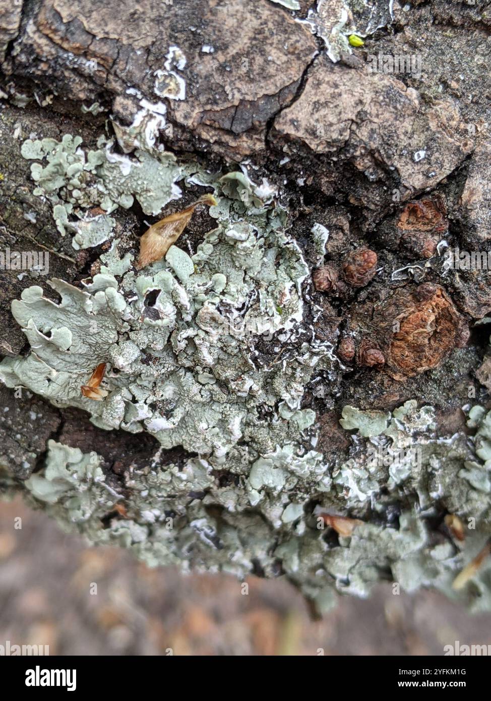 common greenshield lichen (Flavoparmelia caperata Stock Photo - Alamy