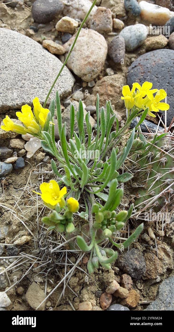 Spatulate Bladderpod (Physaria spatulata Stock Photo - Alamy