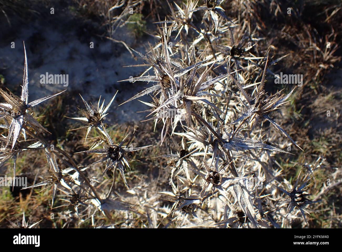 Weed African Thistle (Berkheya rigida Stock Photo - Alamy