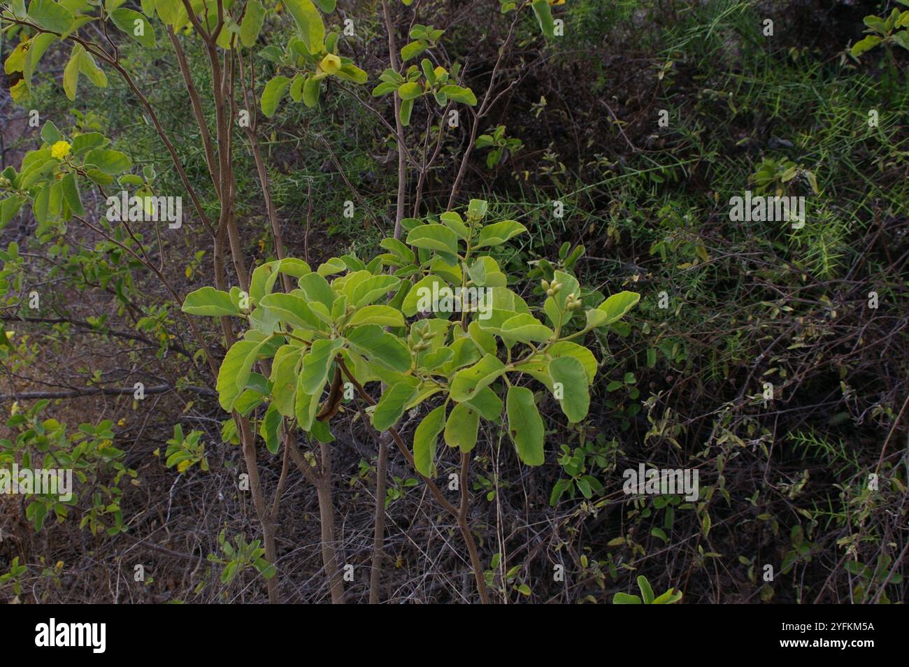 yellow geiger (Cordia lutea Stock Photo - Alamy