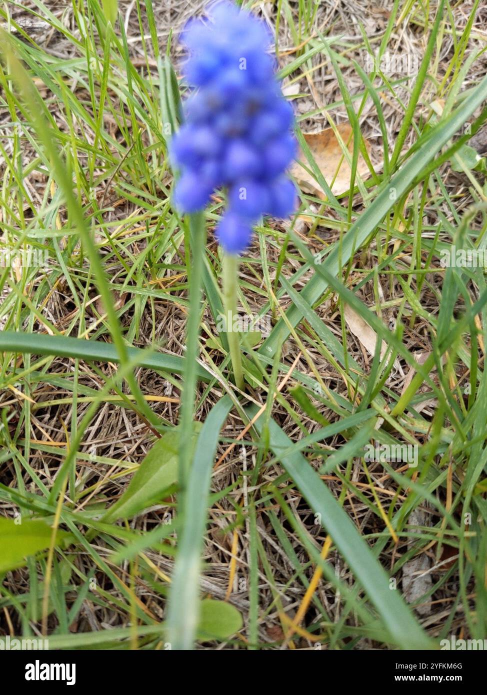 common grape hyacinth (Muscari botryoides Stock Photo - Alamy