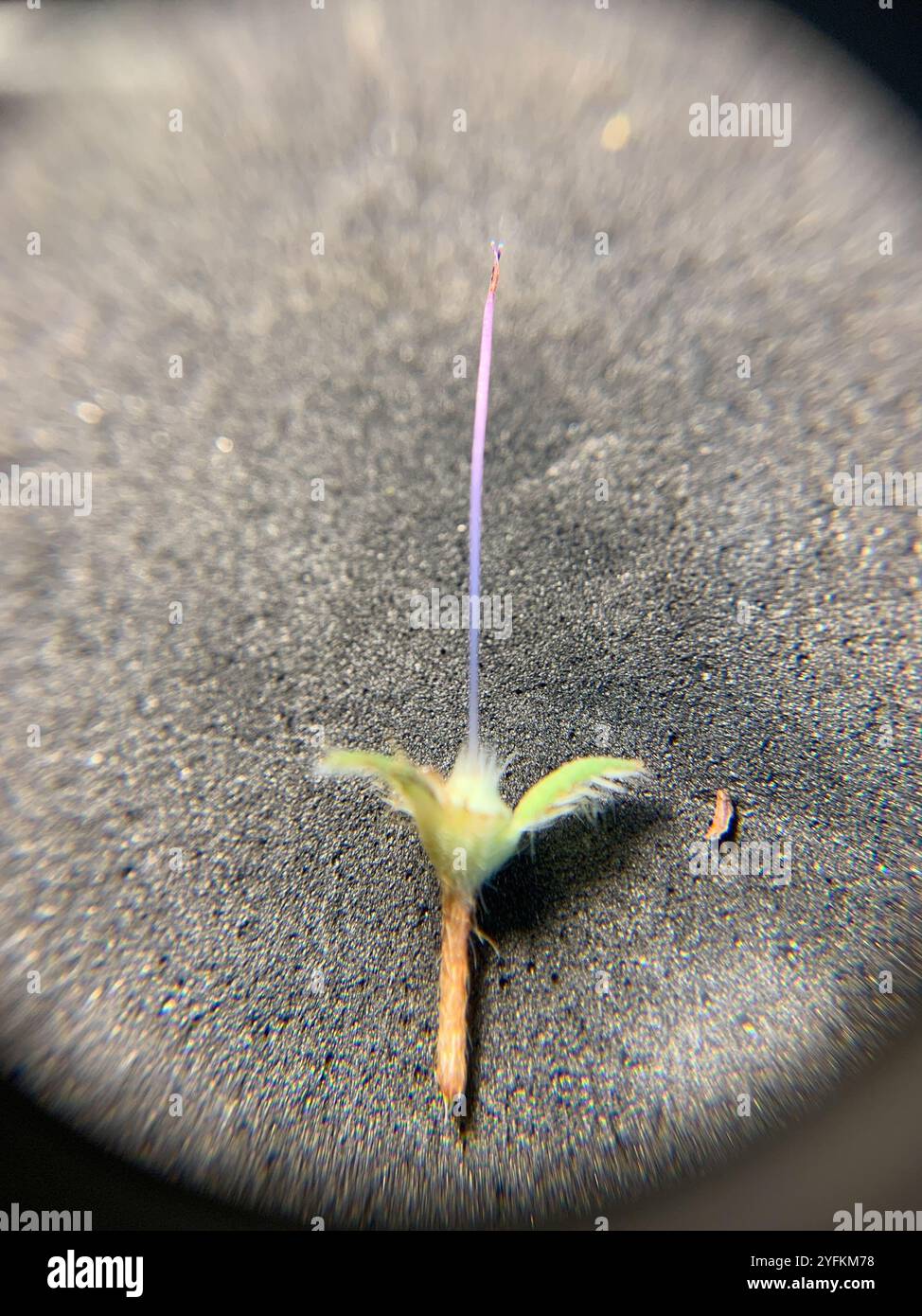 Hydrophyllum occidentale hi-res stock photography and images - Alamy