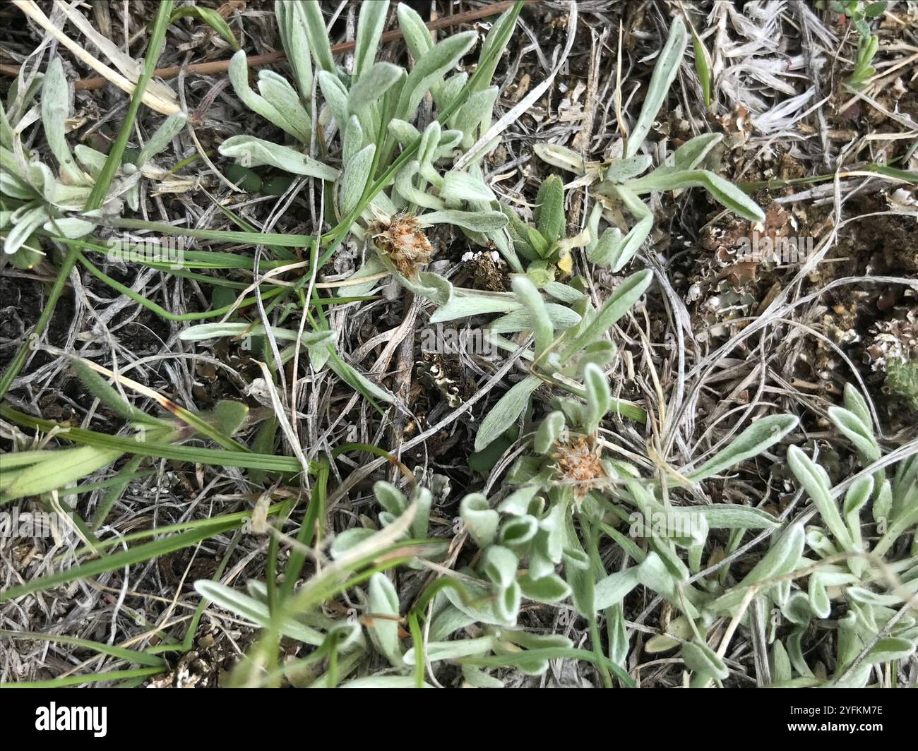 Low Pussytoes (Antennaria dimorpha Stock Photo - Alamy