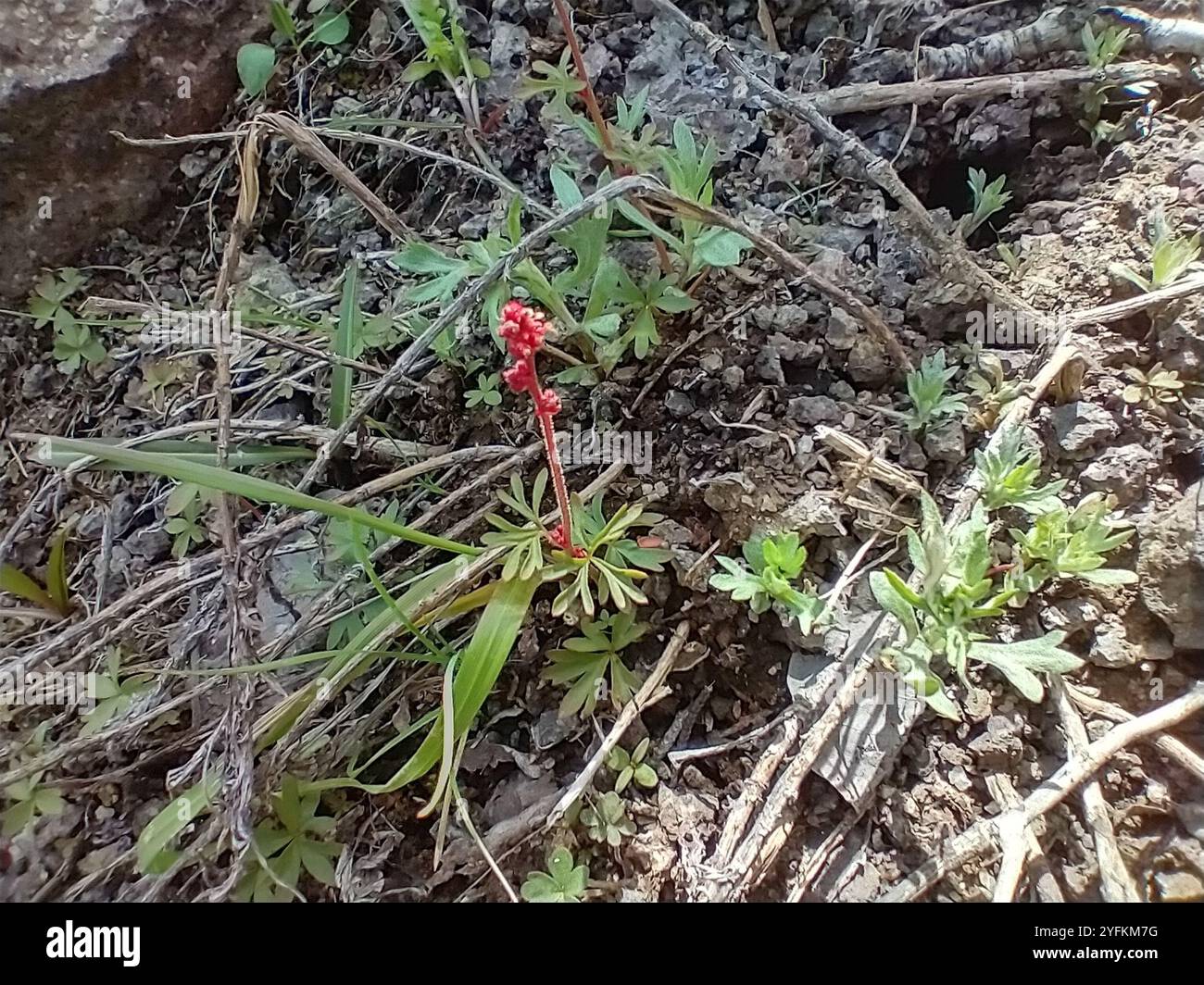Bulbous woodland star (Lithophragma glabrum Stock Photo - Alamy