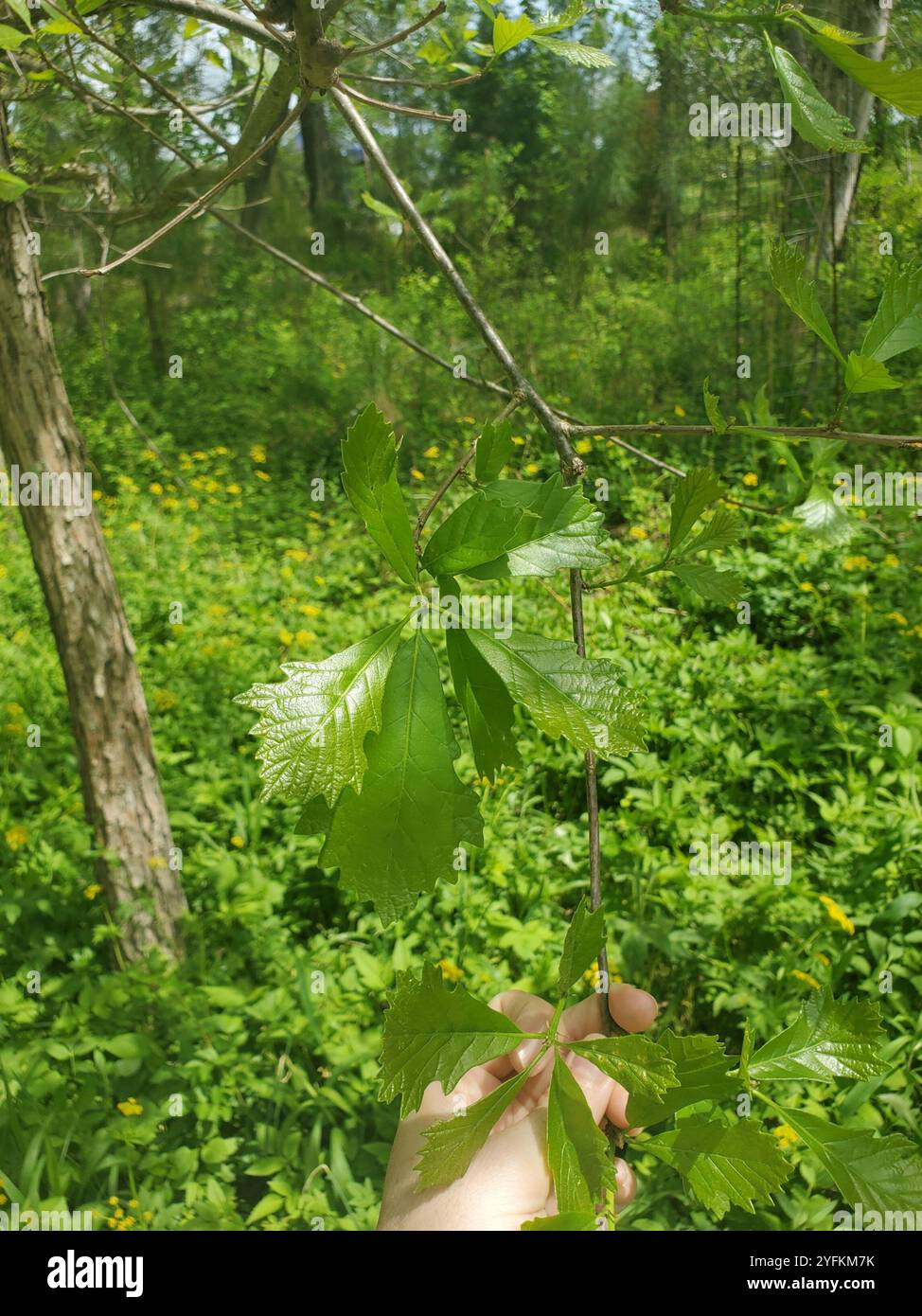 swamp white oak (Quercus bicolor Stock Photo - Alamy