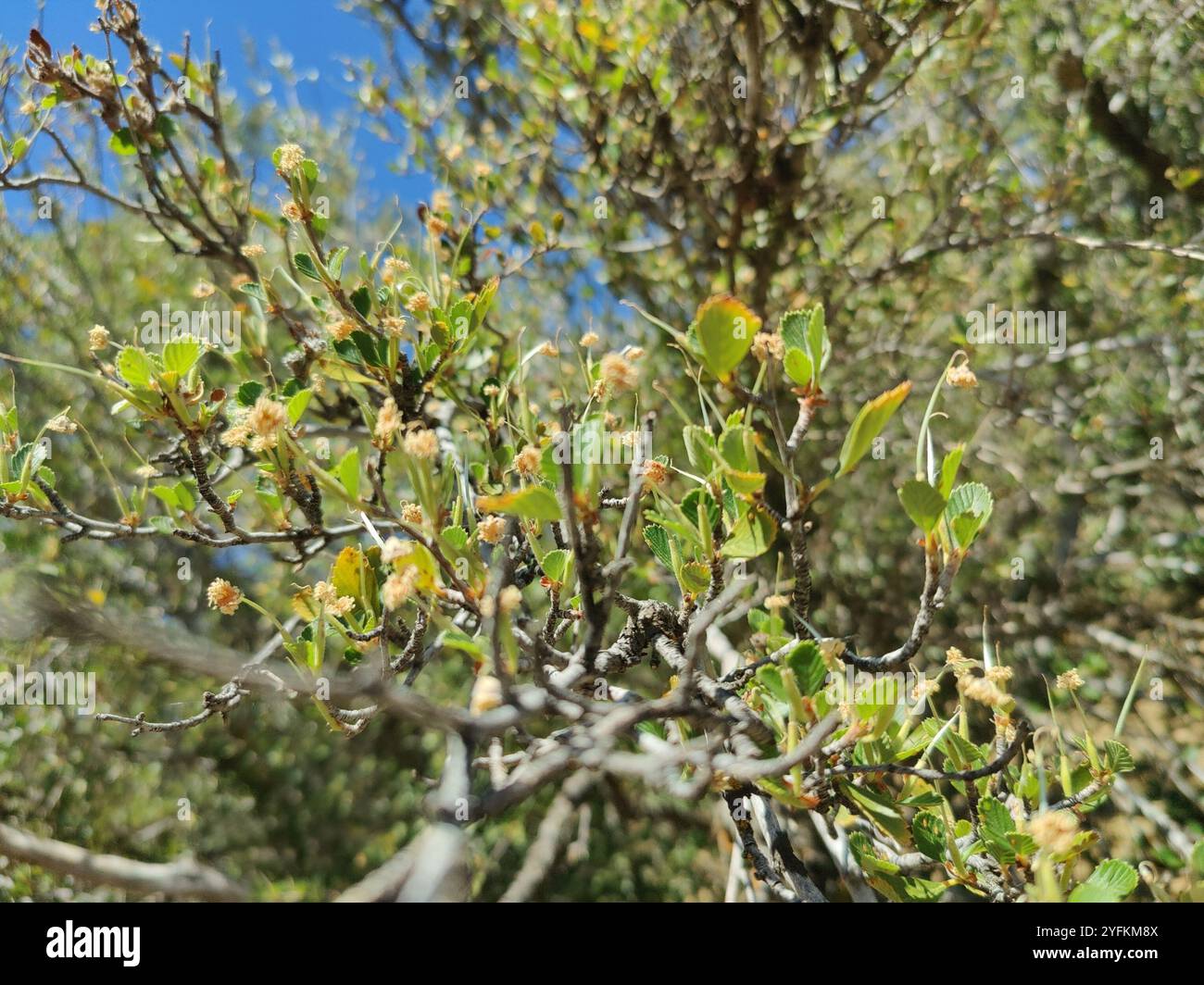 Birchleaf Mountain Mahogany (Cercocarpus betuloides Stock Photo - Alamy