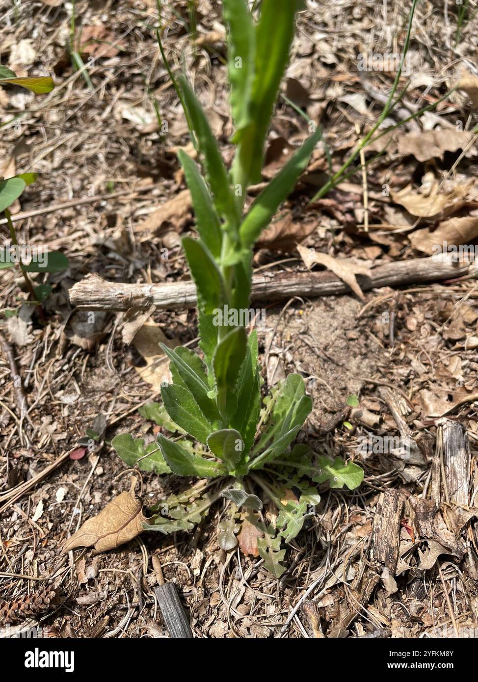 field peppergrass (Lepidium campestre Stock Photo - Alamy
