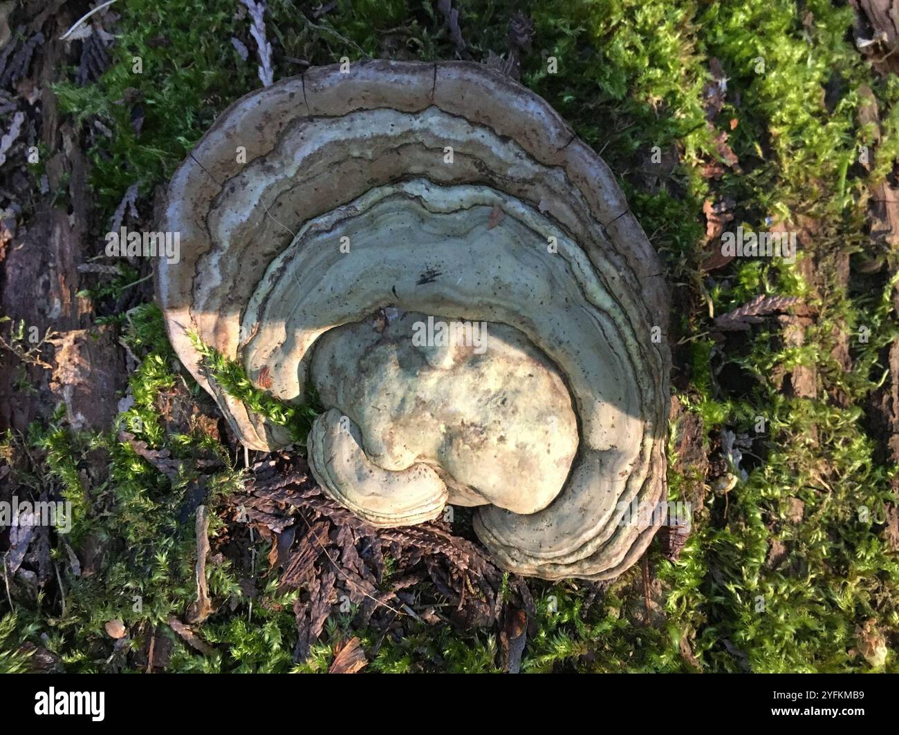 artist's bracket (Ganoderma applanatum Stock Photo - Alamy