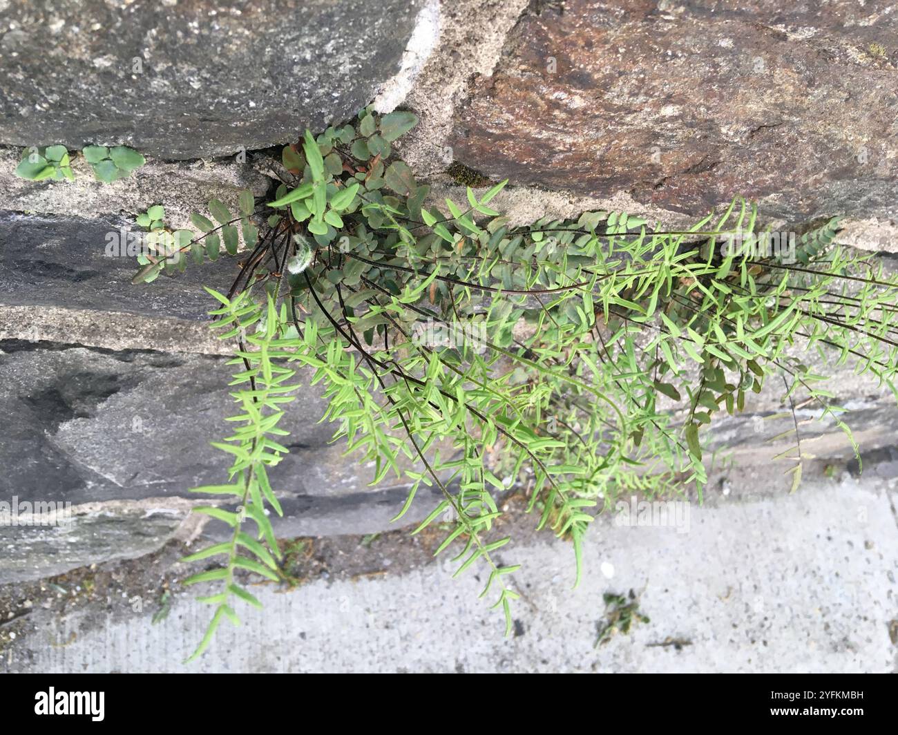 purple-stem cliffbrake (Pellaea atropurpurea Stock Photo - Alamy