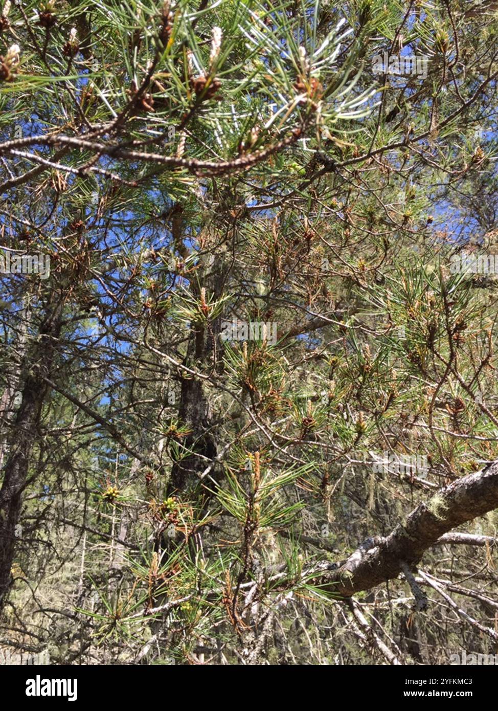 lodgepole pine (Pinus contorta Stock Photo - Alamy