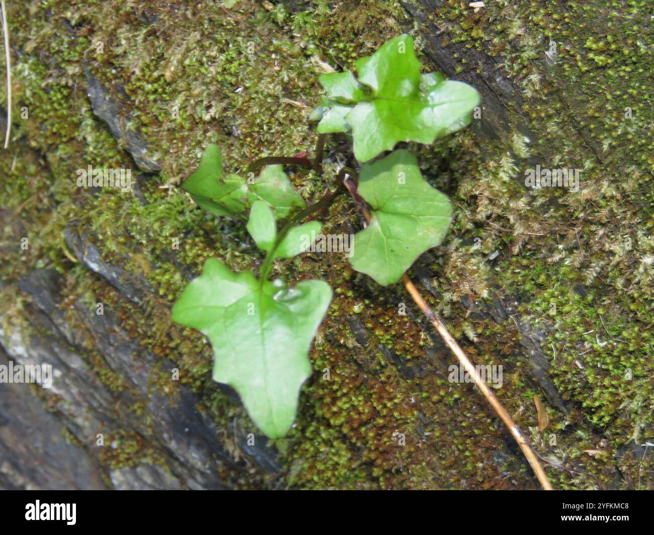 Wall Lettuce (Mycelis muralis Stock Photo - Alamy