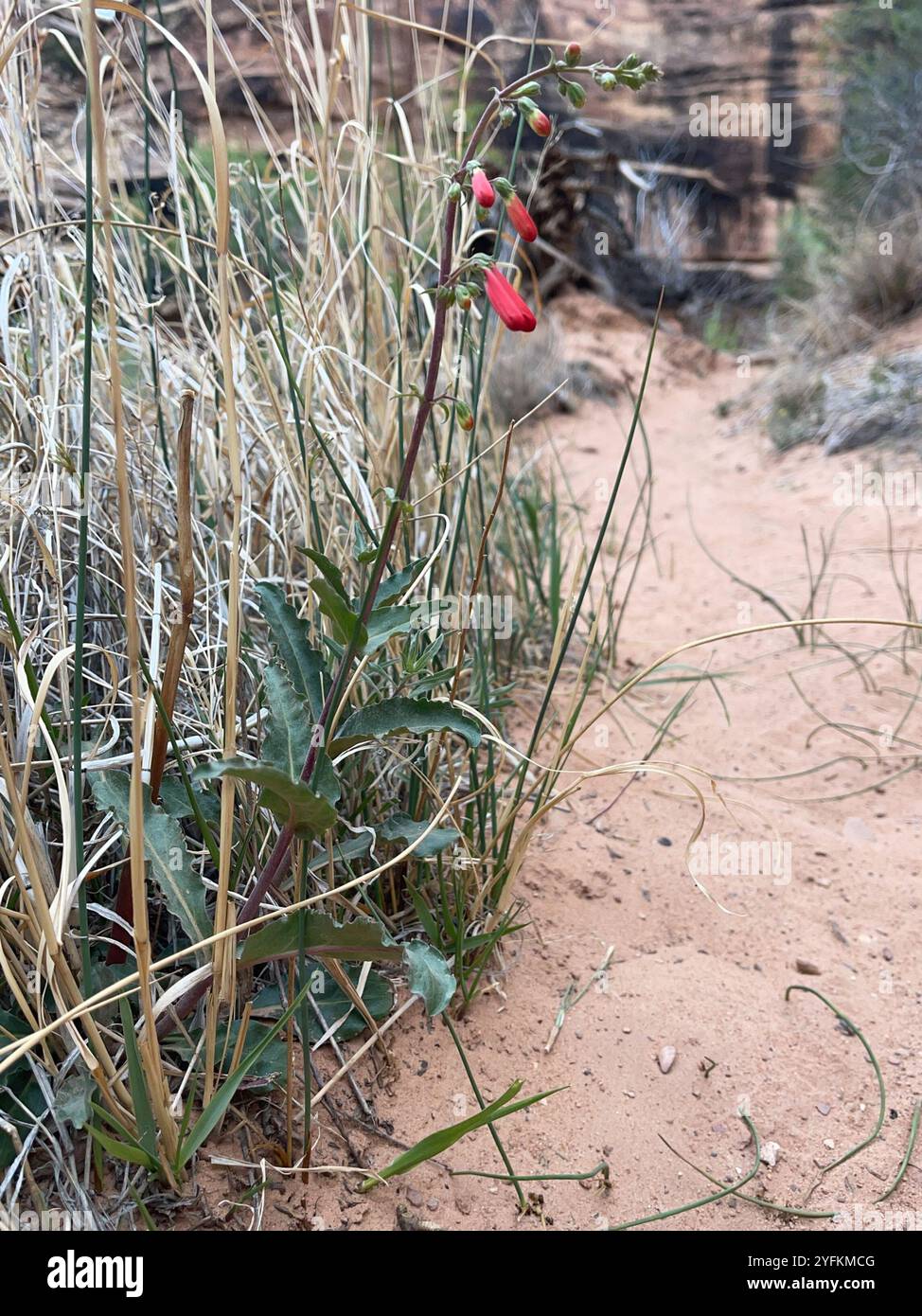 firecracker penstemon (Penstemon eatonii Stock Photo - Alamy