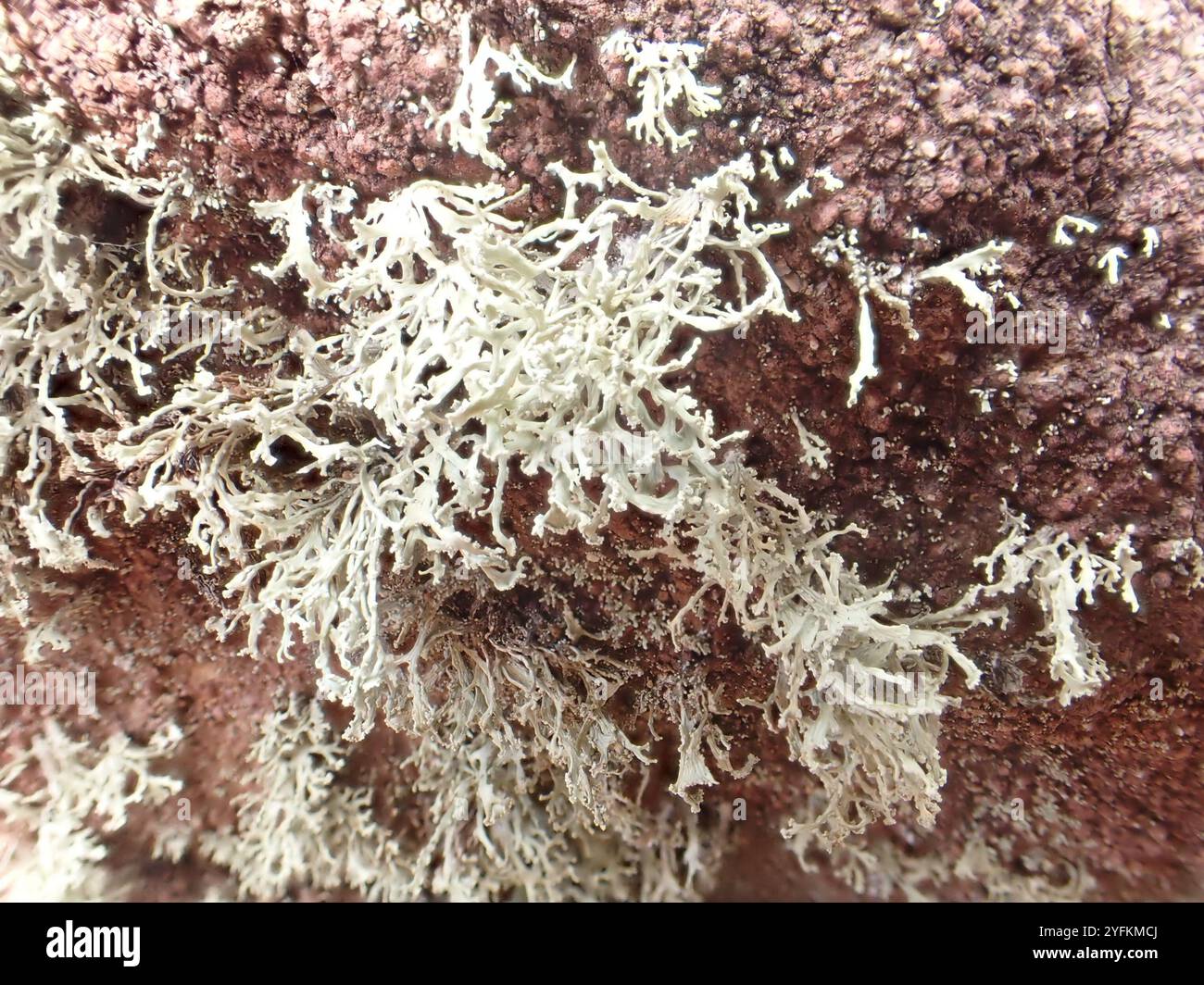 common lichens (Lecanoromycetes Stock Photo - Alamy