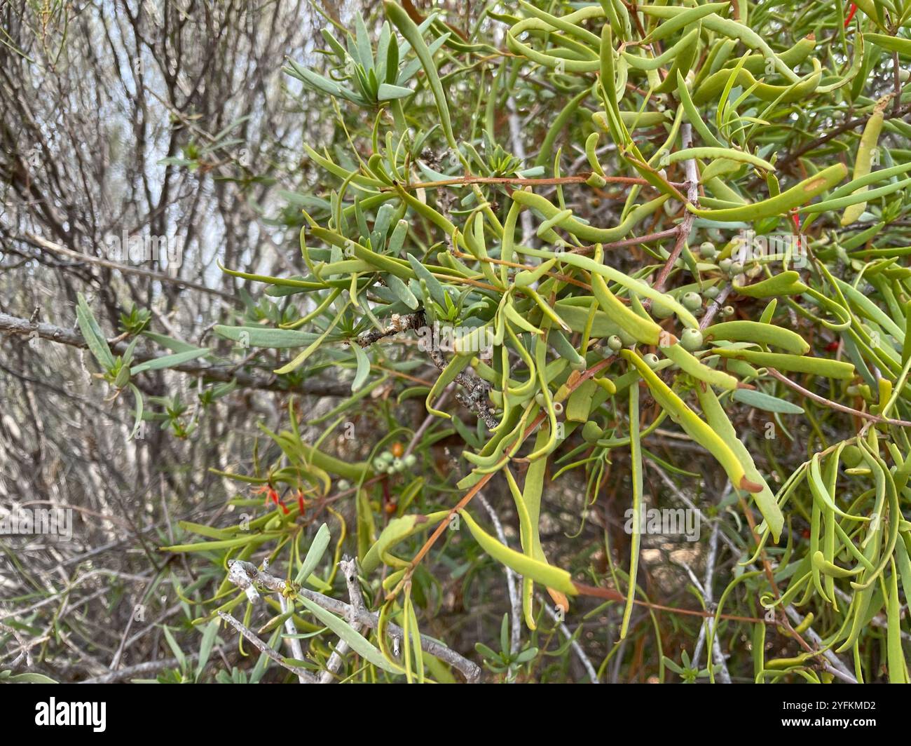 Harlequin Mistletoe (Lysiana exocarpi Stock Photo - Alamy