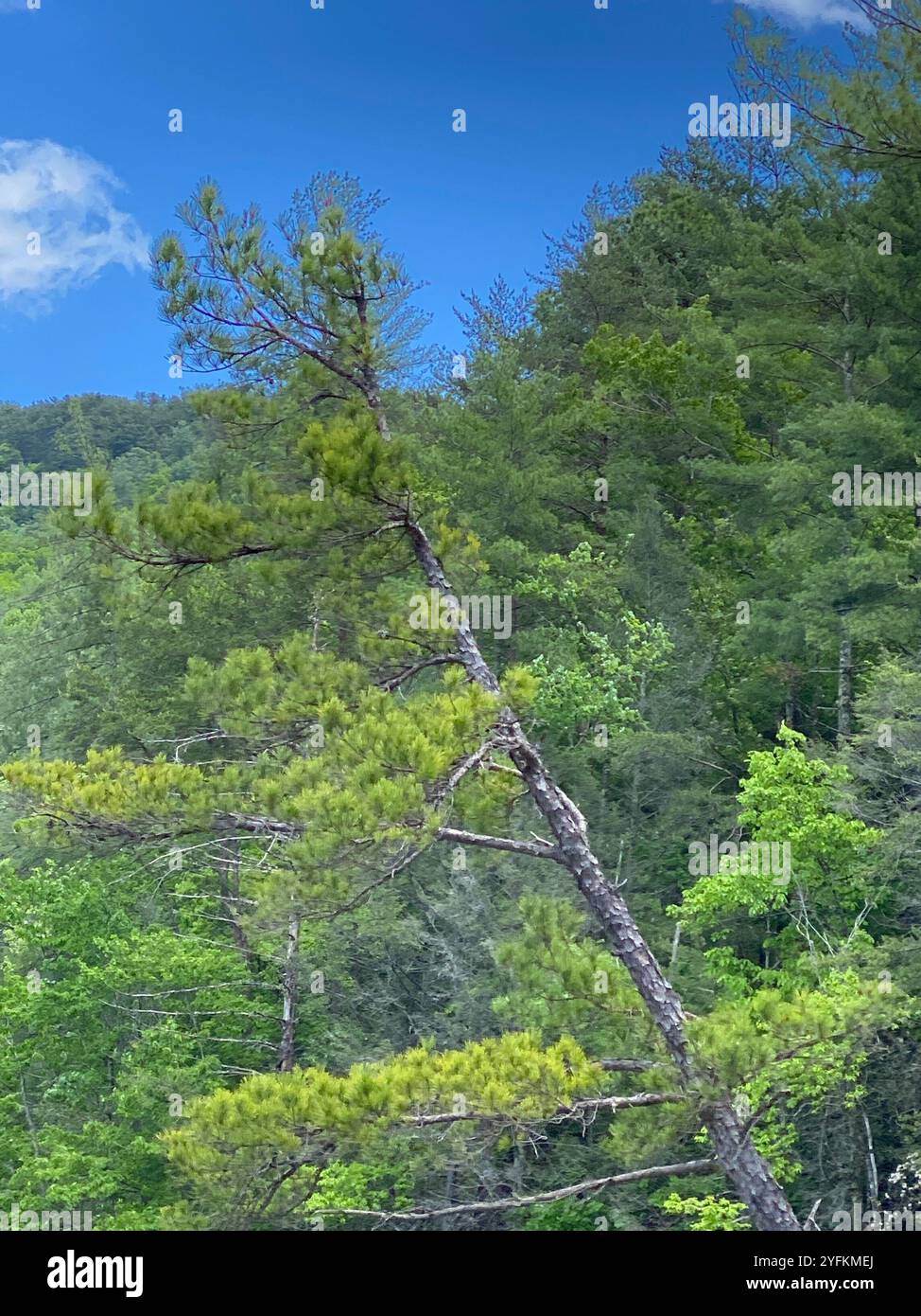 pitch pine (Pinus rigida Stock Photo - Alamy