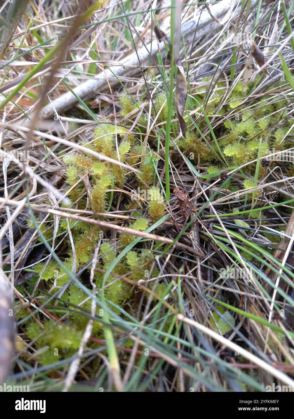 pipe-cleaner moss (Ptychomnion aciculare Stock Photo - Alamy