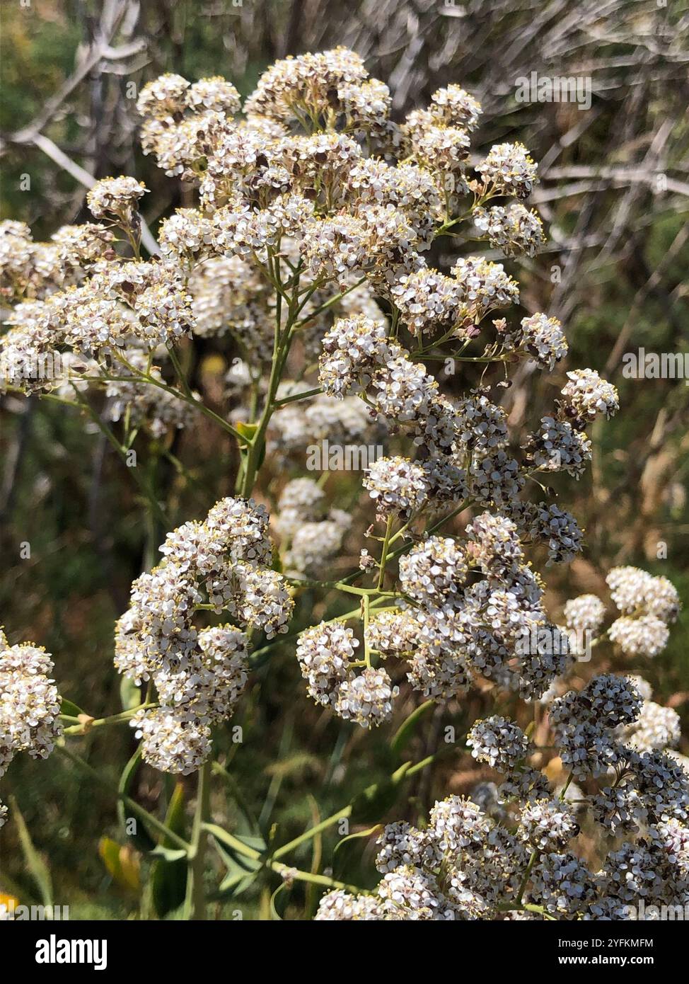 broadleaved pepperweed (Lepidium latifolium Stock Photo - Alamy