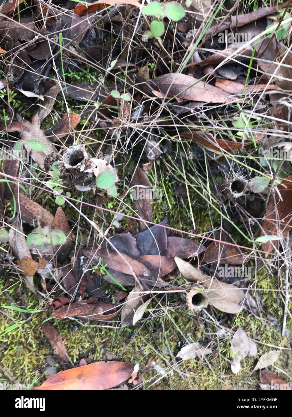 Atypoides hi-res stock photography and images - Alamy