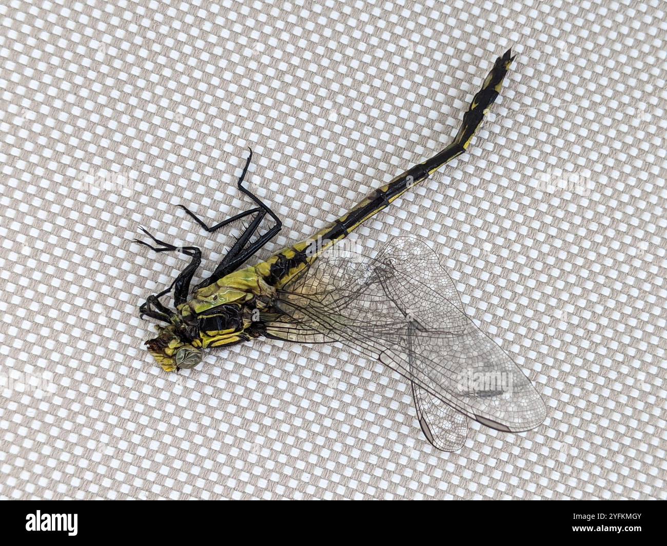 Black-shouldered Spinyleg (Dromogomphus spinosus Stock Photo - Alamy