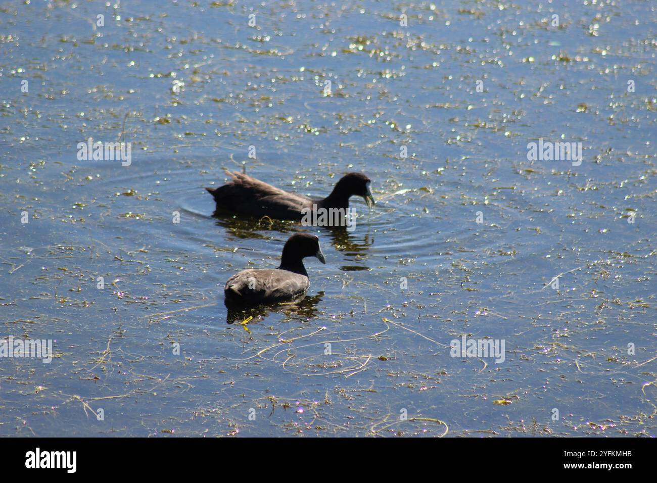 Red-knobbed Coot (Fulica cristata Stock Photo - Alamy