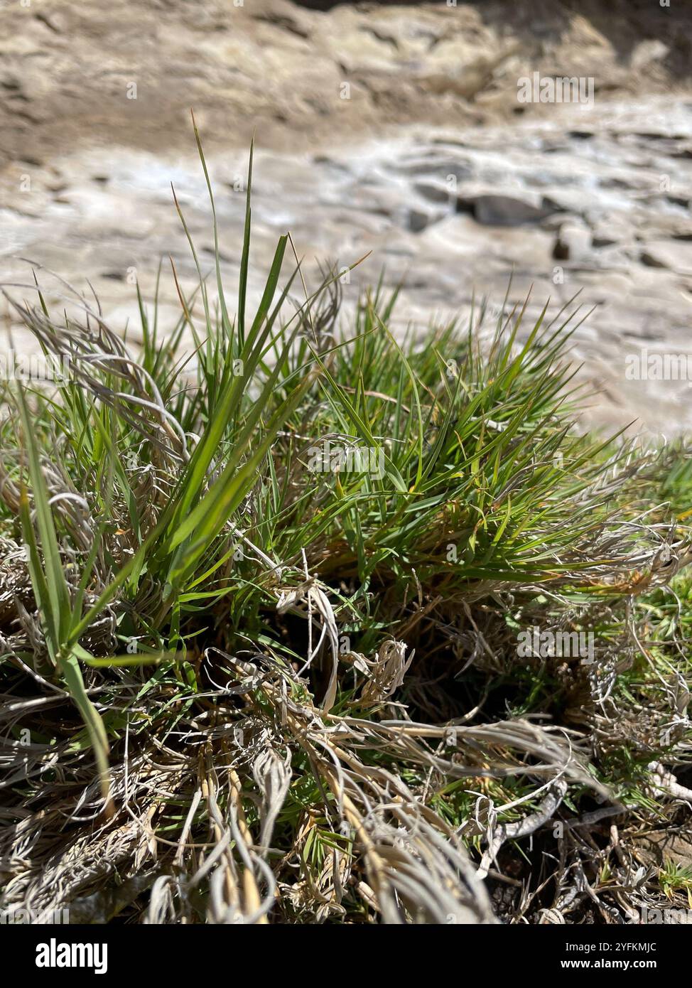 Distichlis spicata hi-res stock photography and images - Alamy