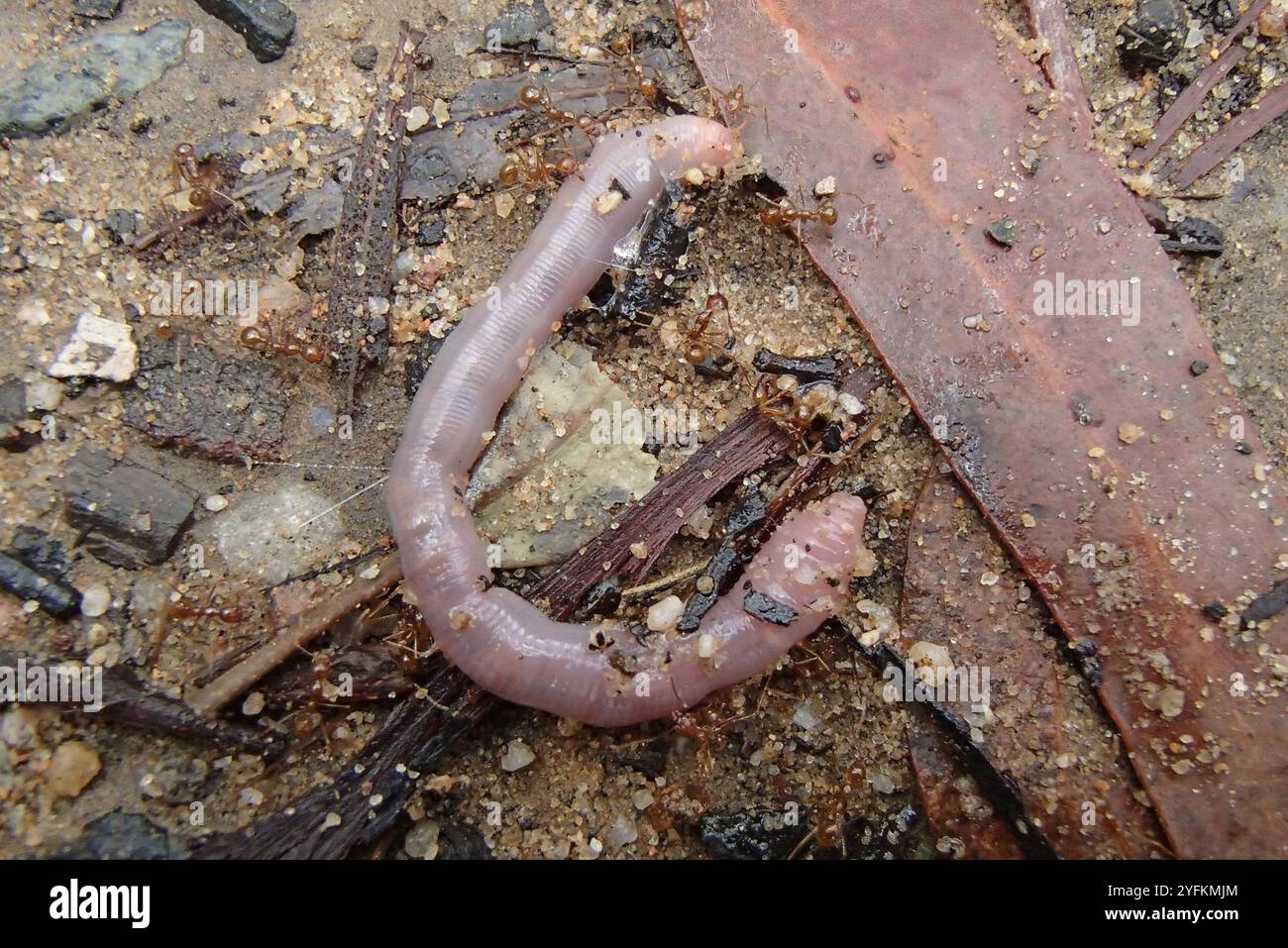 Collared ants hi-res stock photography and images - Alamy