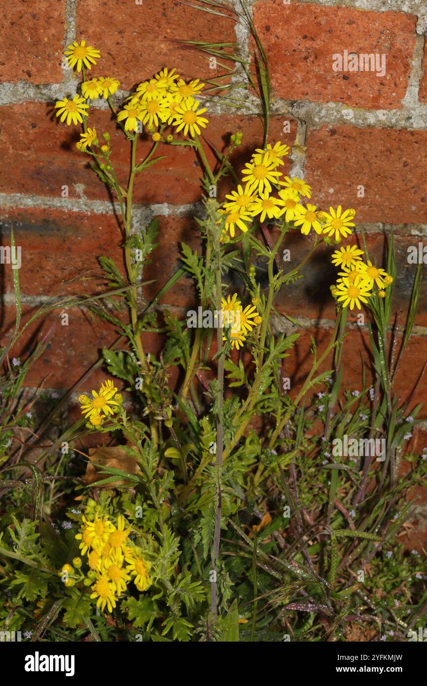 Oxford ragwort senecio squalidus hi-res stock photography and images ...