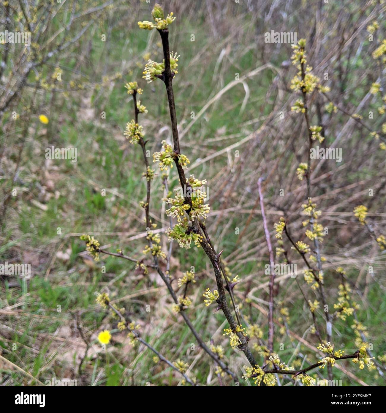 common prickly ash (Zanthoxylum americanum Stock Photo - Alamy