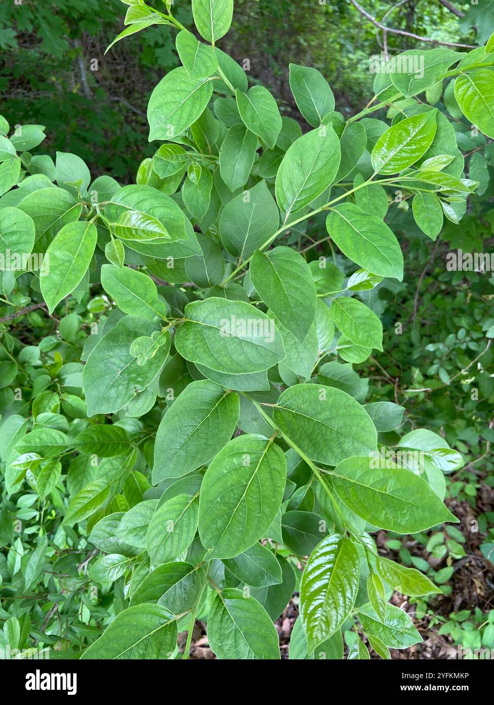 American persimmon (Diospyros virginiana Stock Photo - Alamy