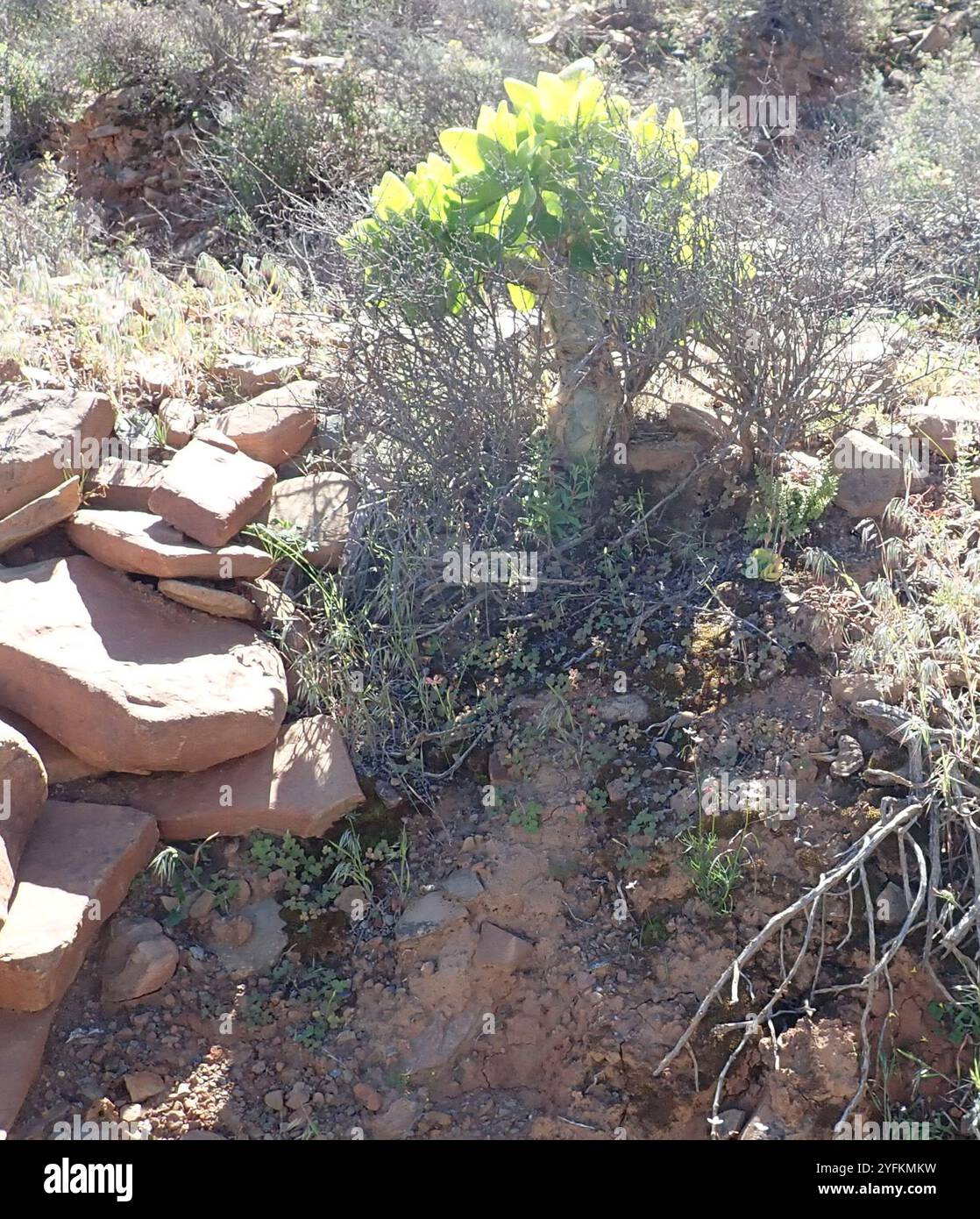 Botterboom (Tylecodon paniculatus Stock Photo - Alamy