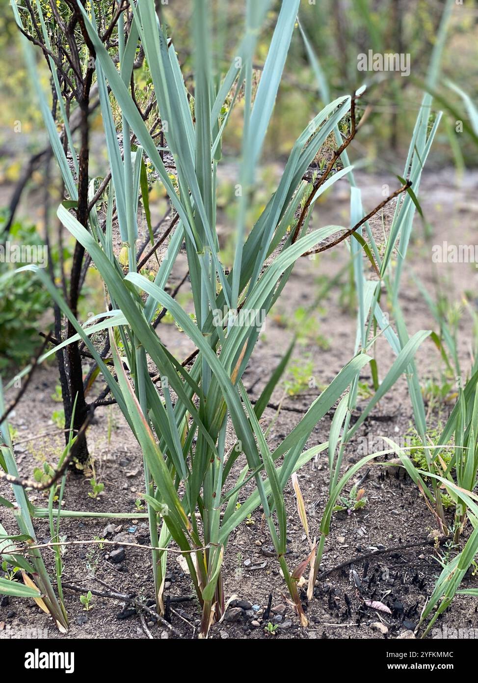 giant wild rye (Leymus condensatus Stock Photo - Alamy