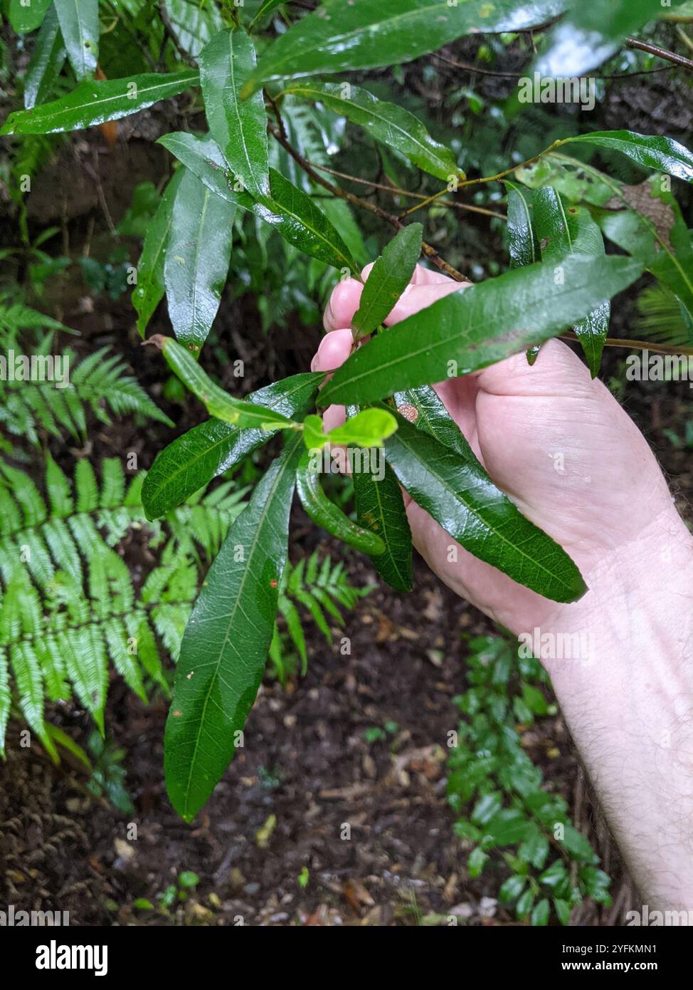 Blueberry ash (Elaeocarpus reticulatus Stock Photo - Alamy