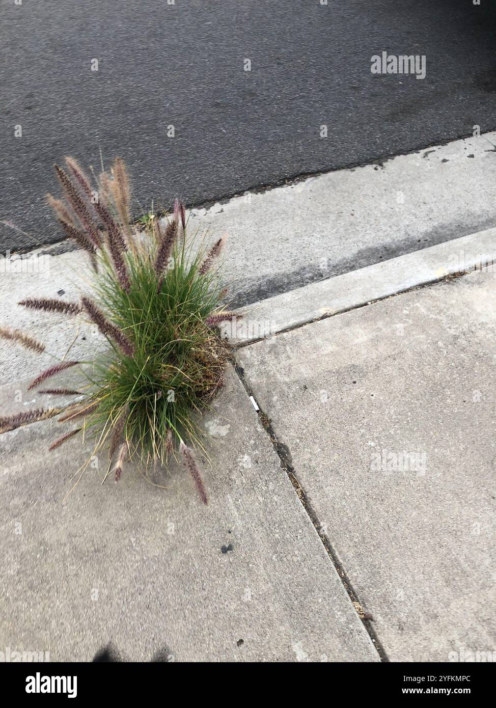 Fountain Grass (Cenchrus setaceus Stock Photo - Alamy