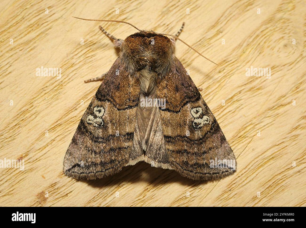 Figure of Eighty (Tethea ocularis Stock Photo - Alamy