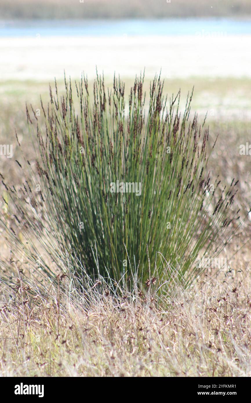 Elegia tectorum hi-res stock photography and images - Alamy