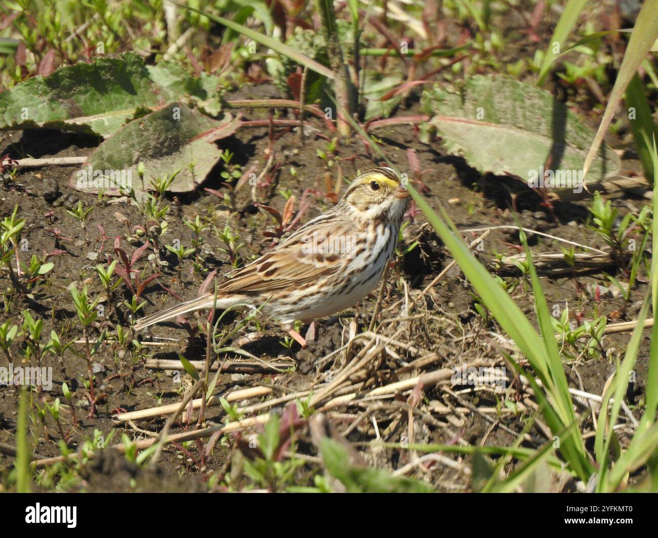 Savannah Sparrow (Passerculus sandwichensis Stock Photo - Alamy