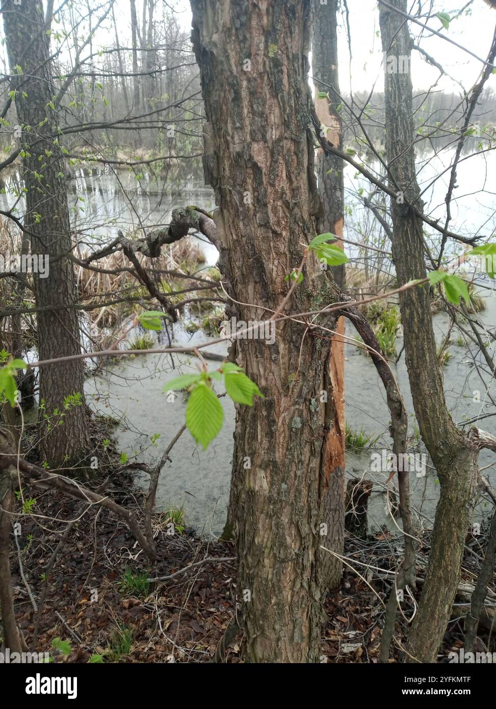 common alder (Alnus glutinosa Stock Photo - Alamy