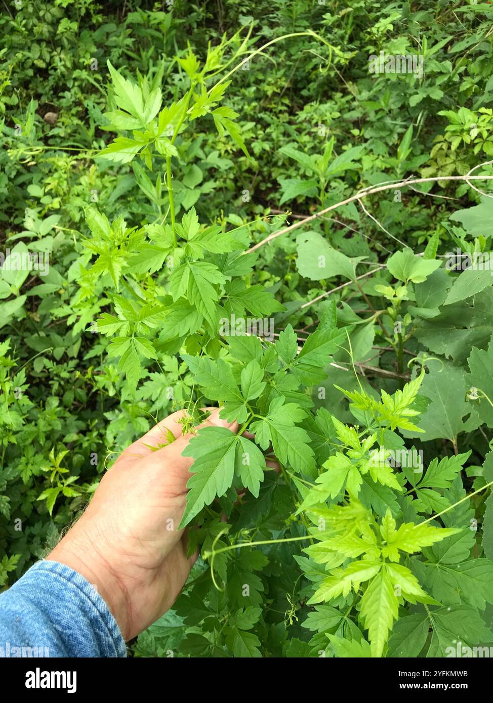 Lesser Balloon Vine (Cardiospermum halicacabum Stock Photo - Alamy