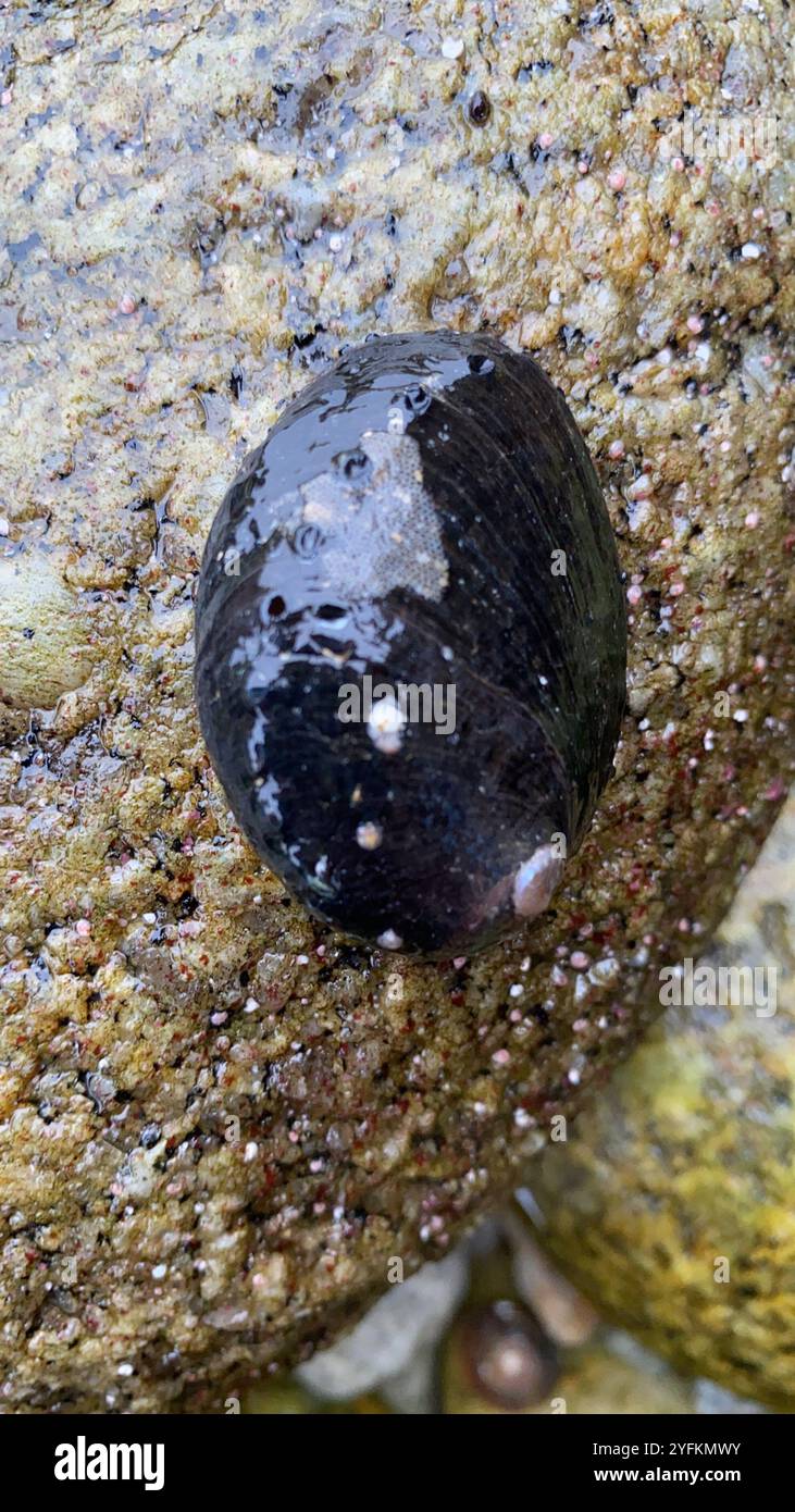 Black Abalone (Haliotis cracherodii Stock Photo - Alamy