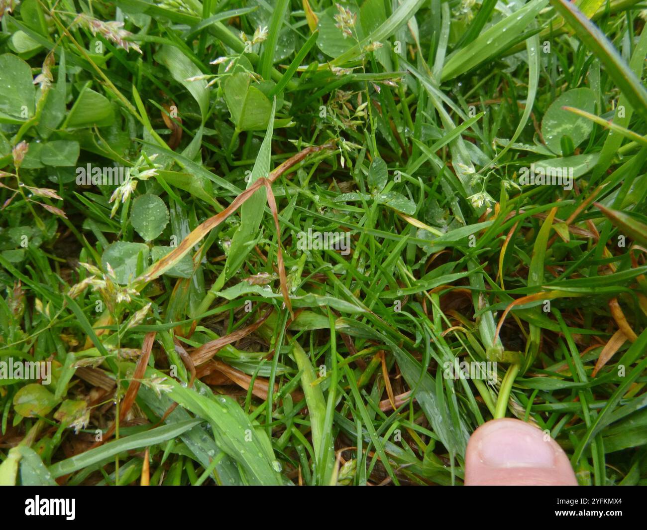 Annual Meadow-grass (Poa annua Stock Photo - Alamy