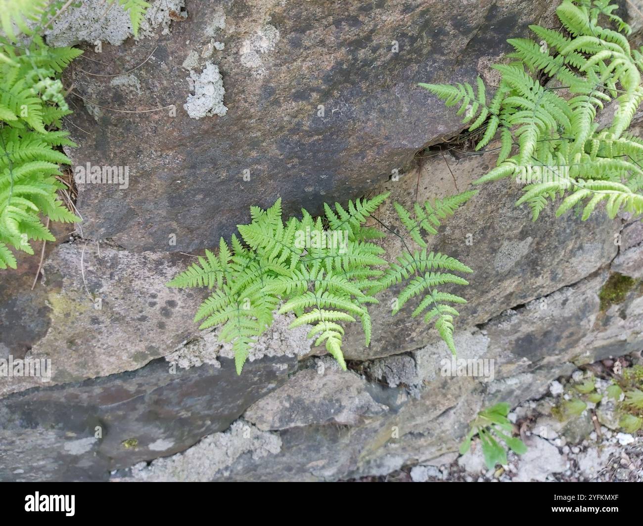 Limestone oak fern hi-res stock photography and images - Alamy