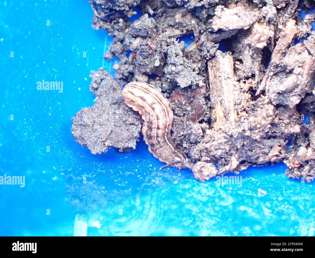 Cutworms and Dart Moths (Noctuinae Stock Photo - Alamy