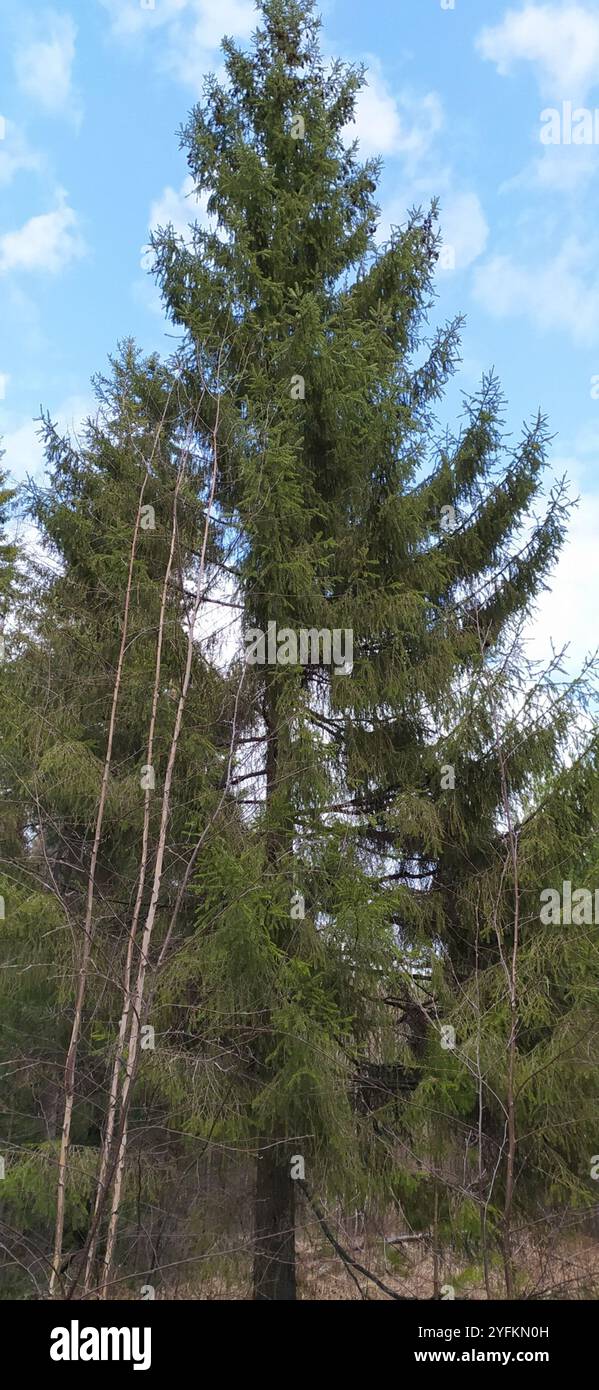 Siberian spruce (Picea obovata Stock Photo - Alamy