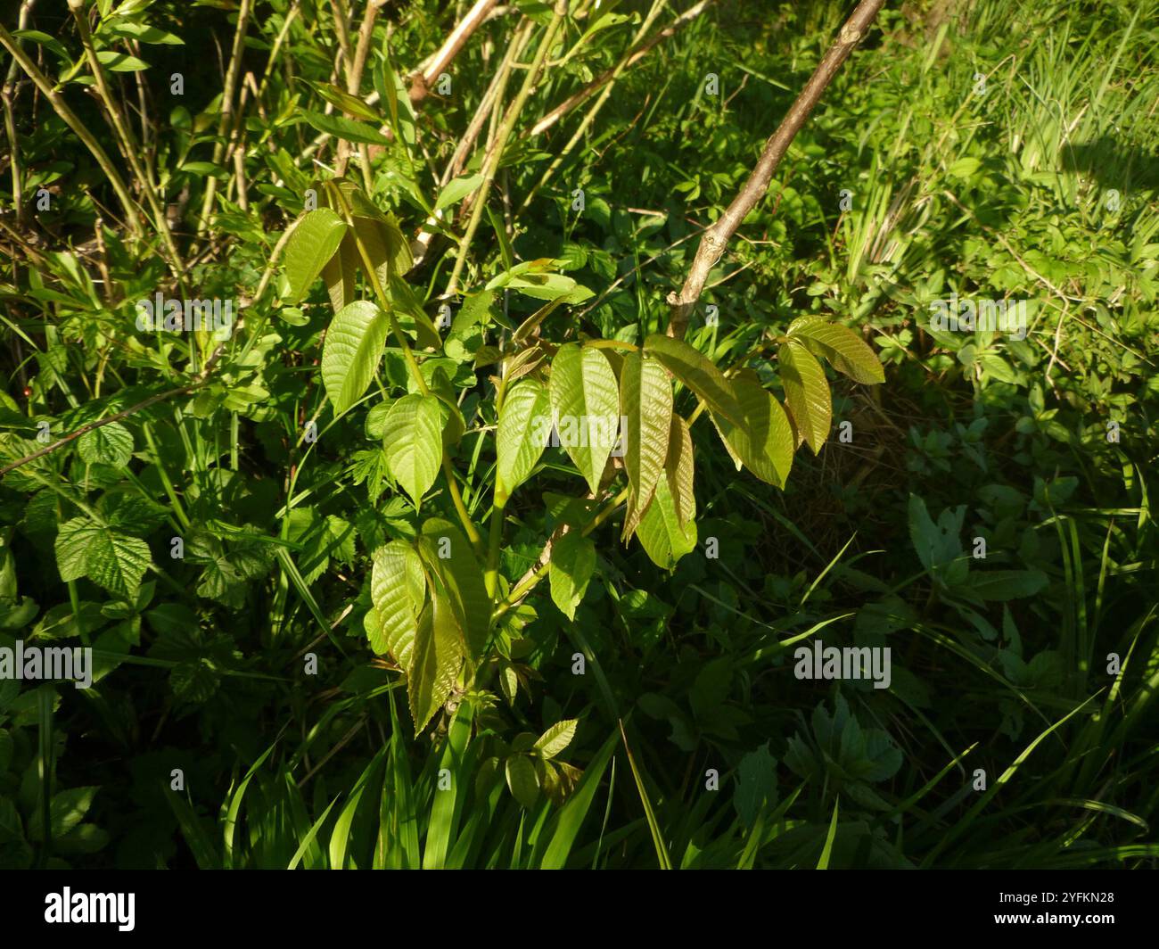 Persian walnut (Juglans regia Stock Photo - Alamy