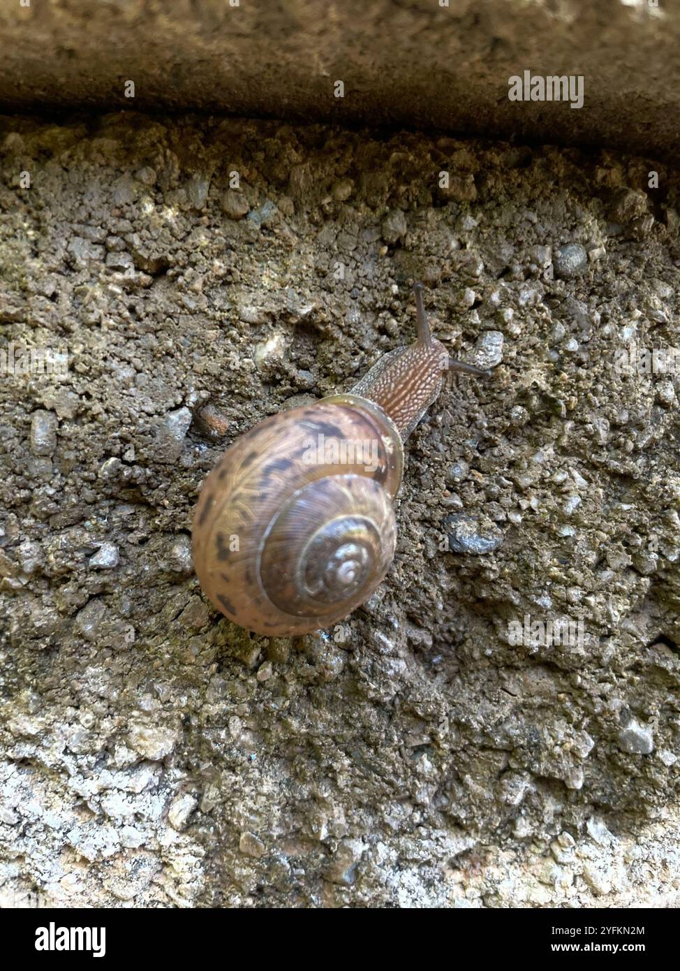 White-lip Globe Snail (Mesodon thyroidus Stock Photo - Alamy