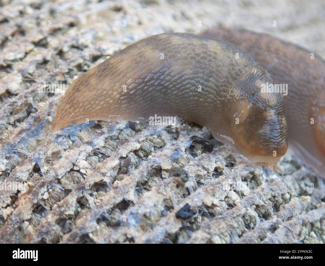 Green Cellar Slug (Limacus maculatus Stock Photo - Alamy