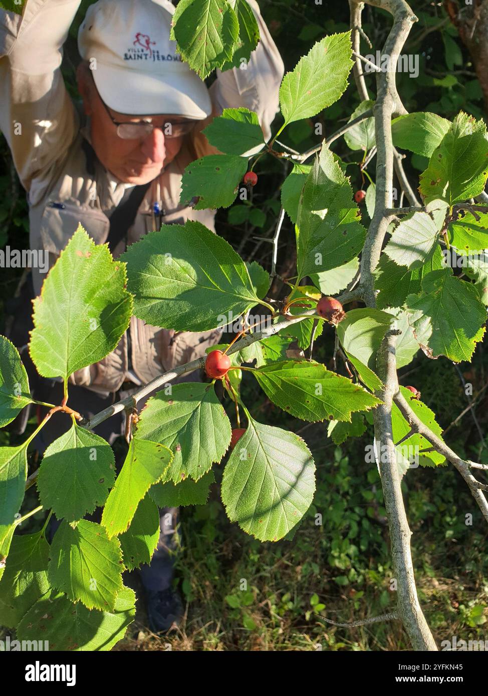 Brainerd's Hawthorn (Crataegus brainerdii Stock Photo - Alamy