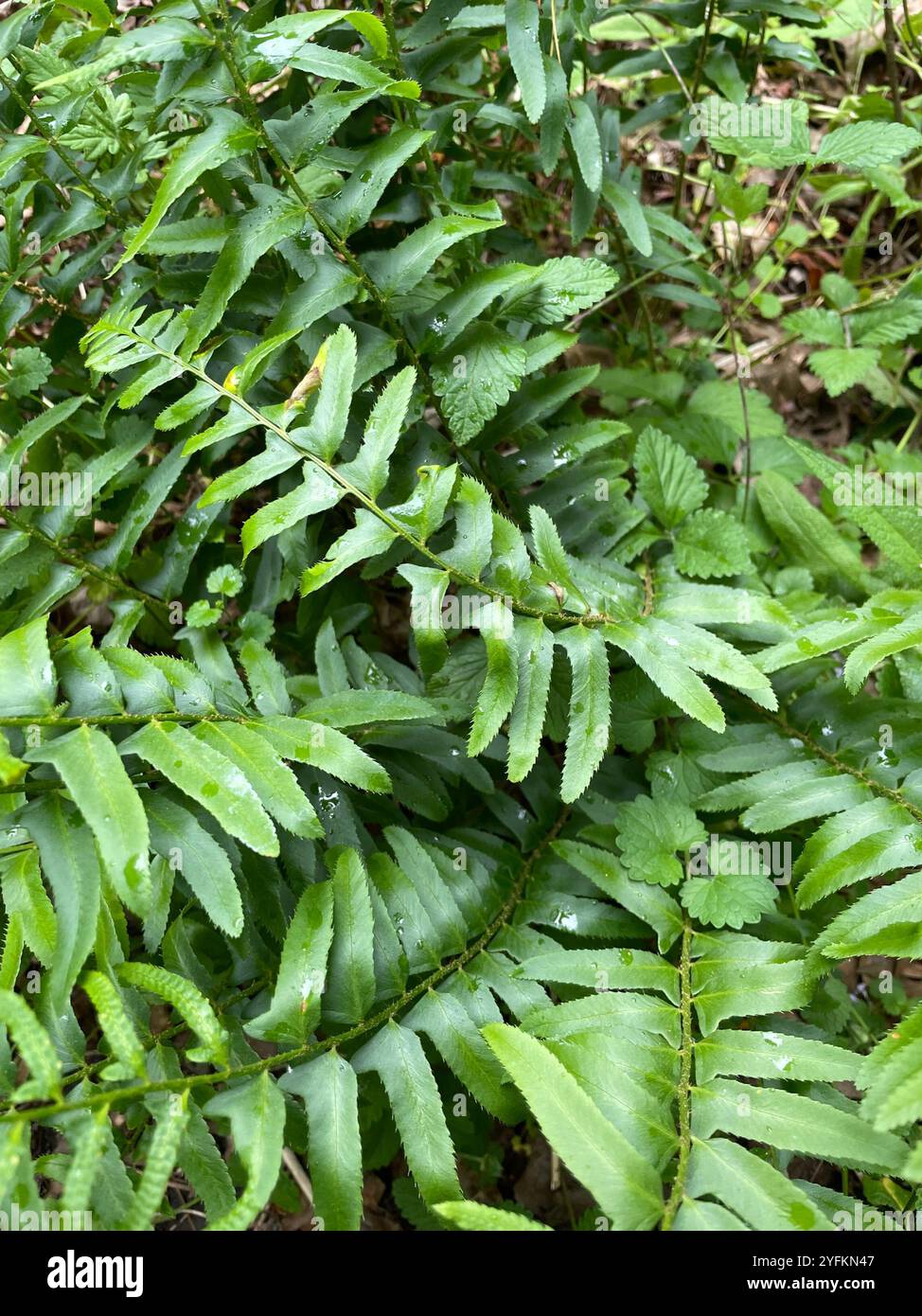 Christmas fern (Polystichum acrostichoides Stock Photo - Alamy